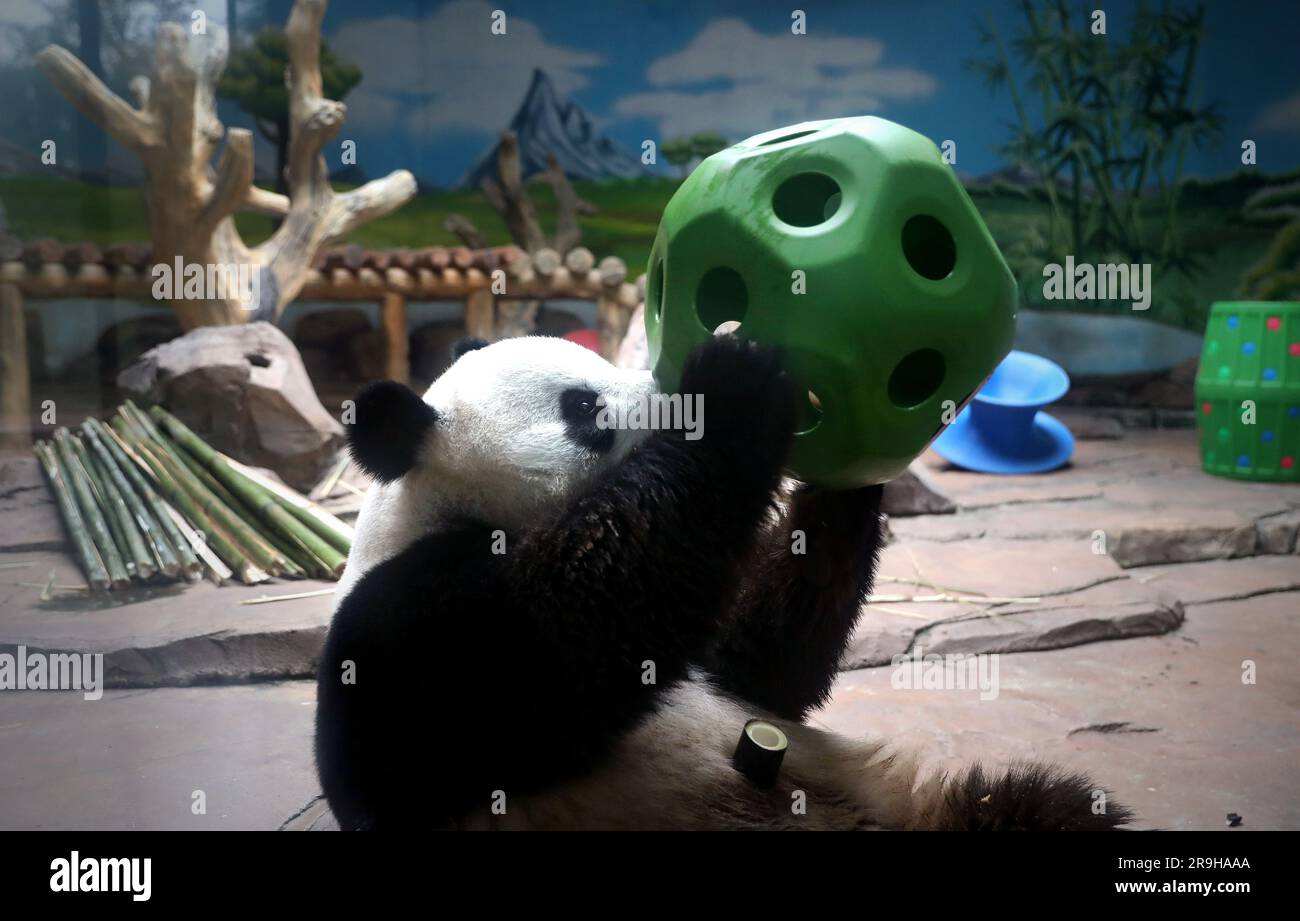 Anshan, China's Liaoning Province. 26th June, 2023. Giant panda Gang ...