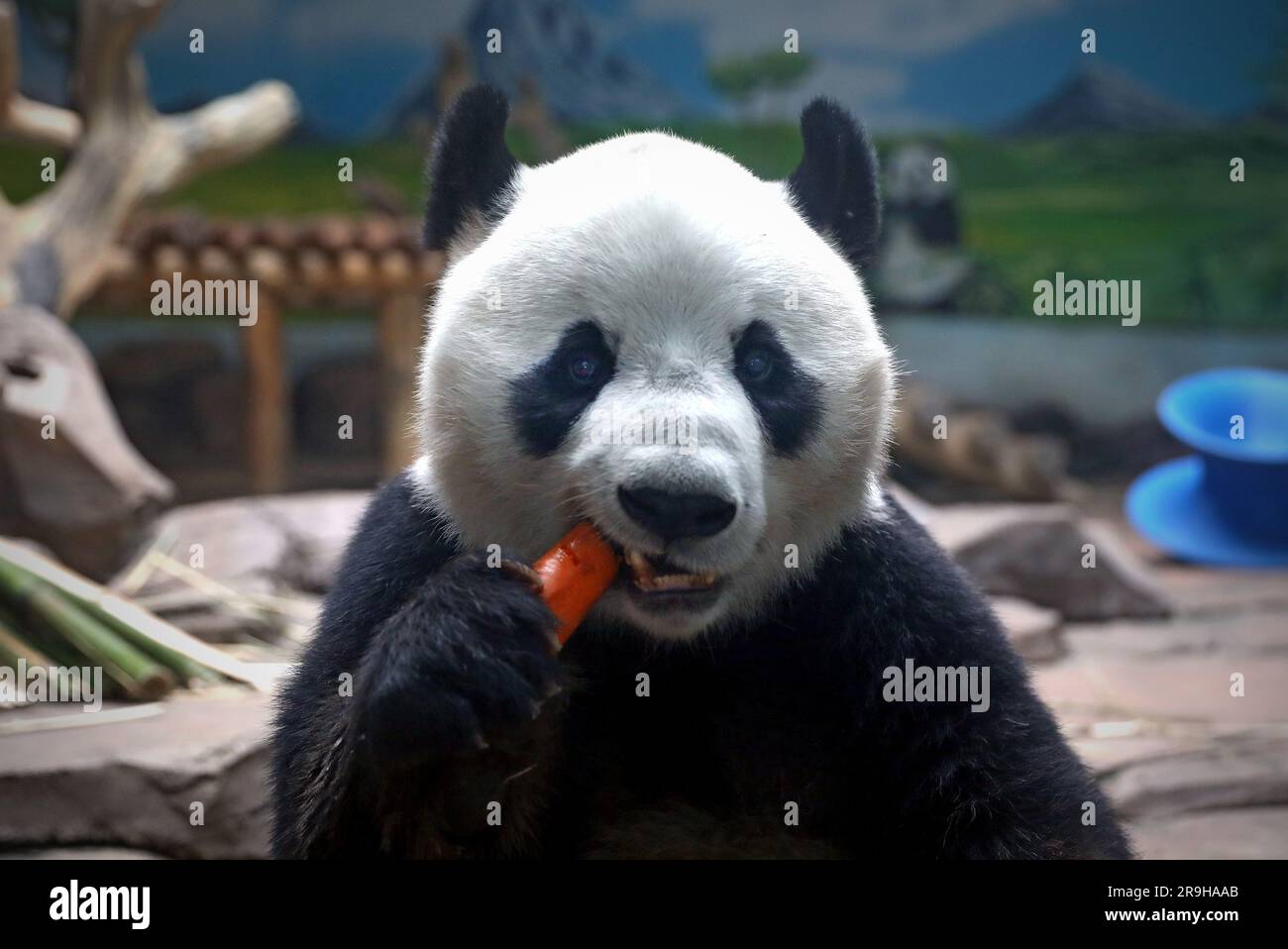 Anshan, China's Liaoning Province. 26th June, 2023. Giant panda Gang ...