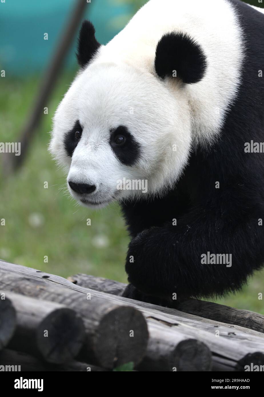 Anshan, China's Liaoning Province. 26th June, 2023. Giant panda Gang ...