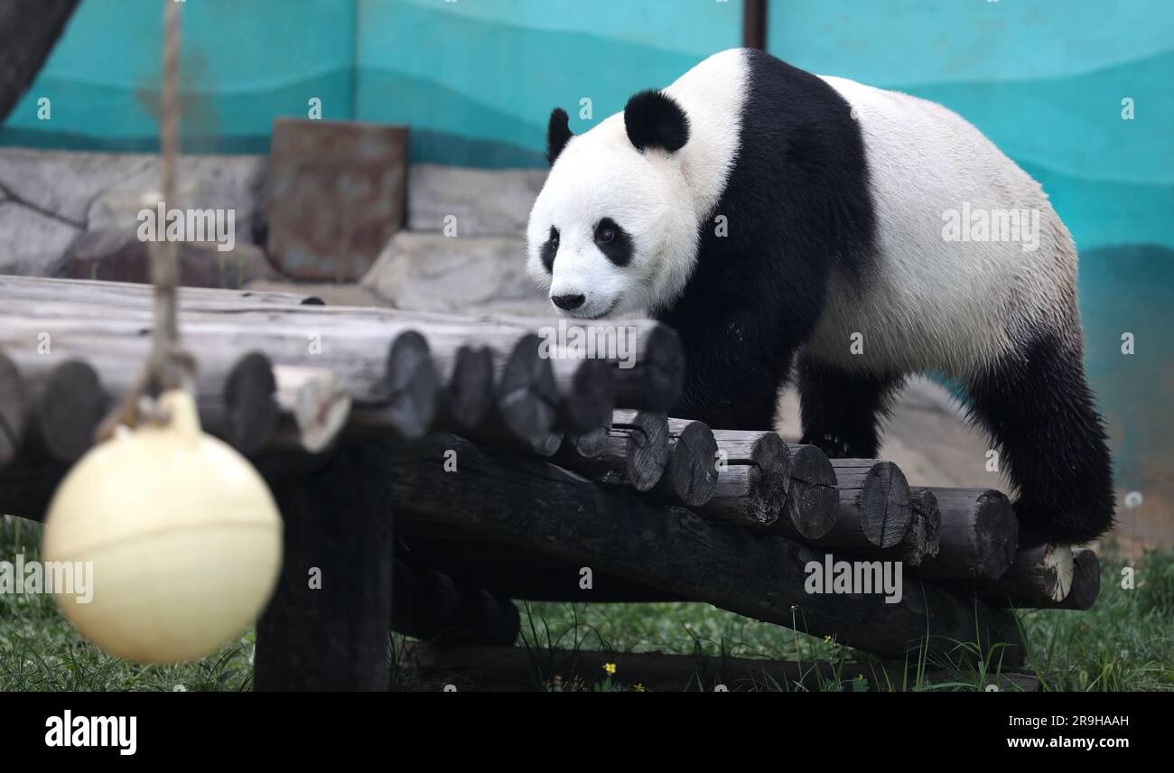 Anshan, China's Liaoning Province. 26th June, 2023. Giant panda Gang ...