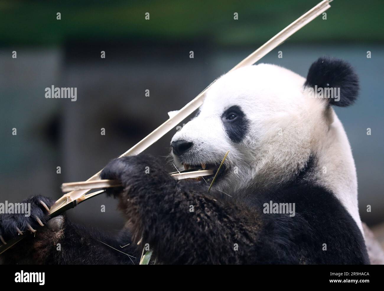 Anshan, China's Liaoning Province. 26th June, 2023. Giant panda Gang ...