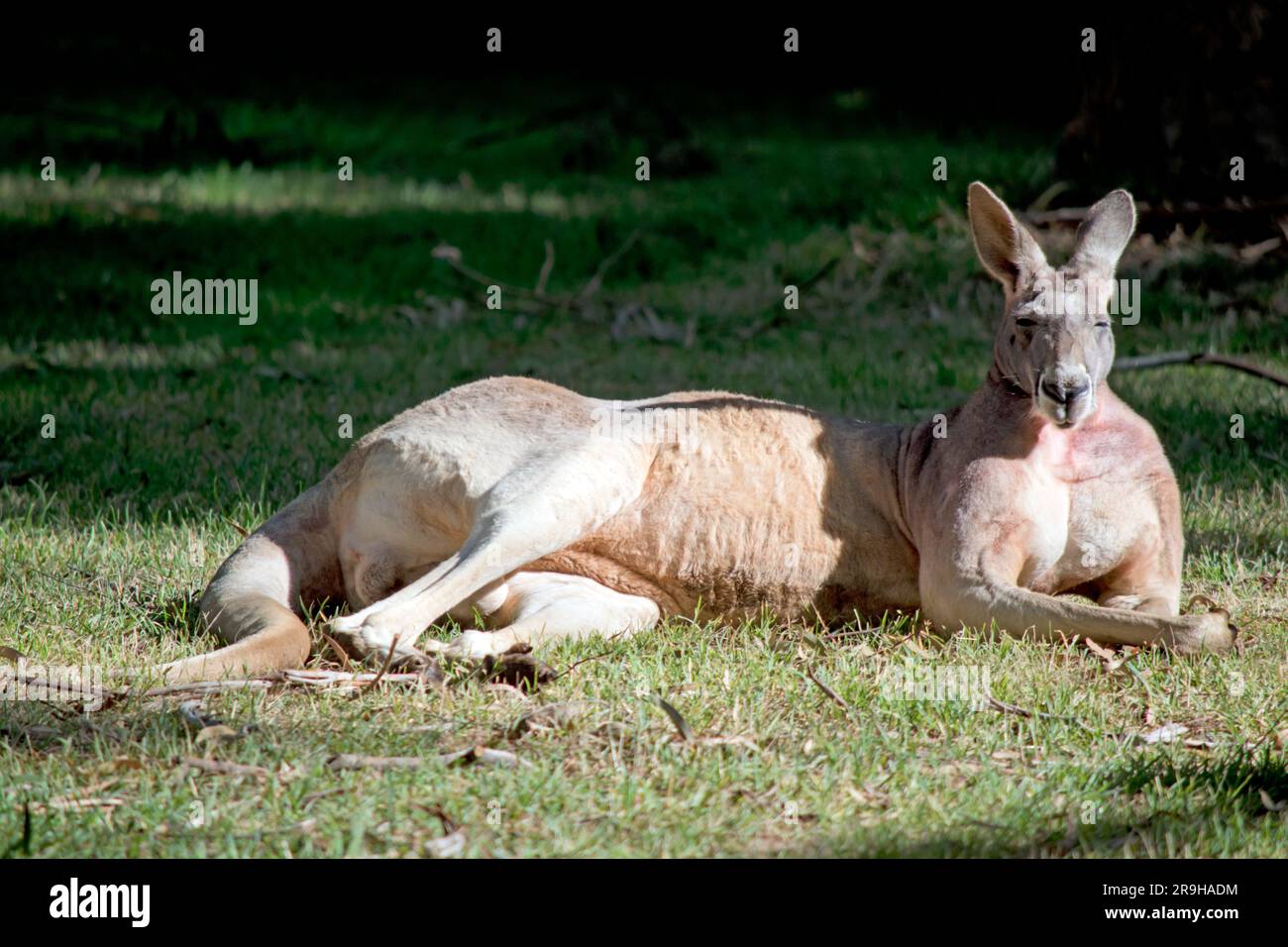 the male red kangaroo is very muscular with a red brown coat of fur ...