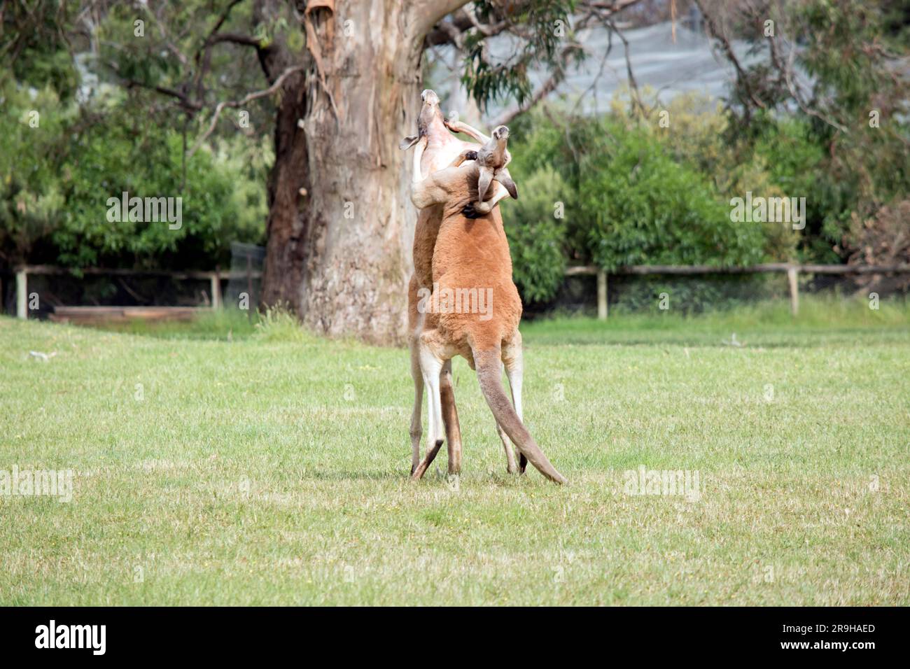 the two male kangaroos are fighting over who will end up mating with ...
