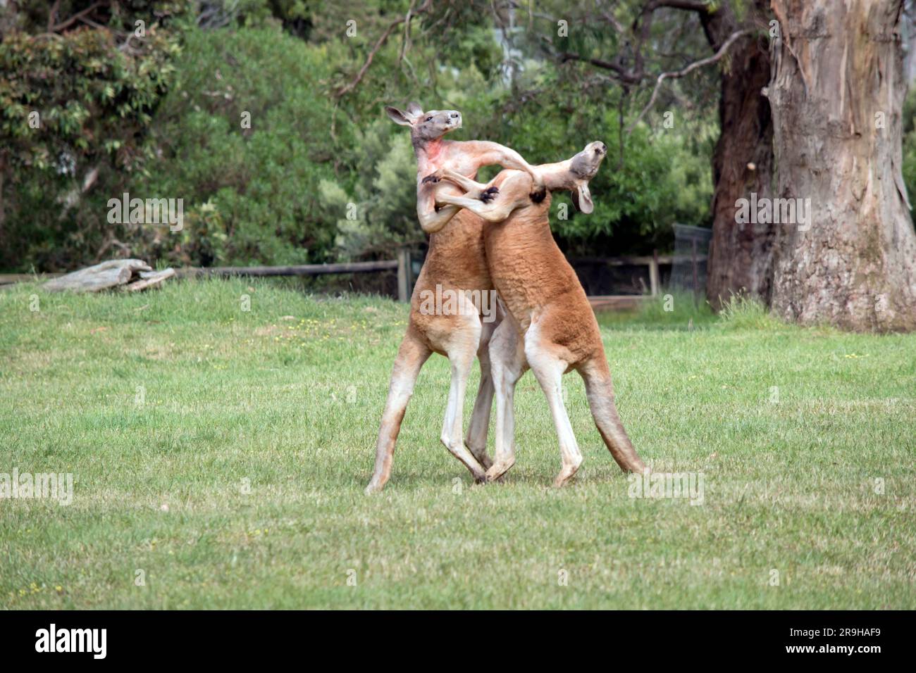 the two male red kangaroos are fighting for the dominant position in ...