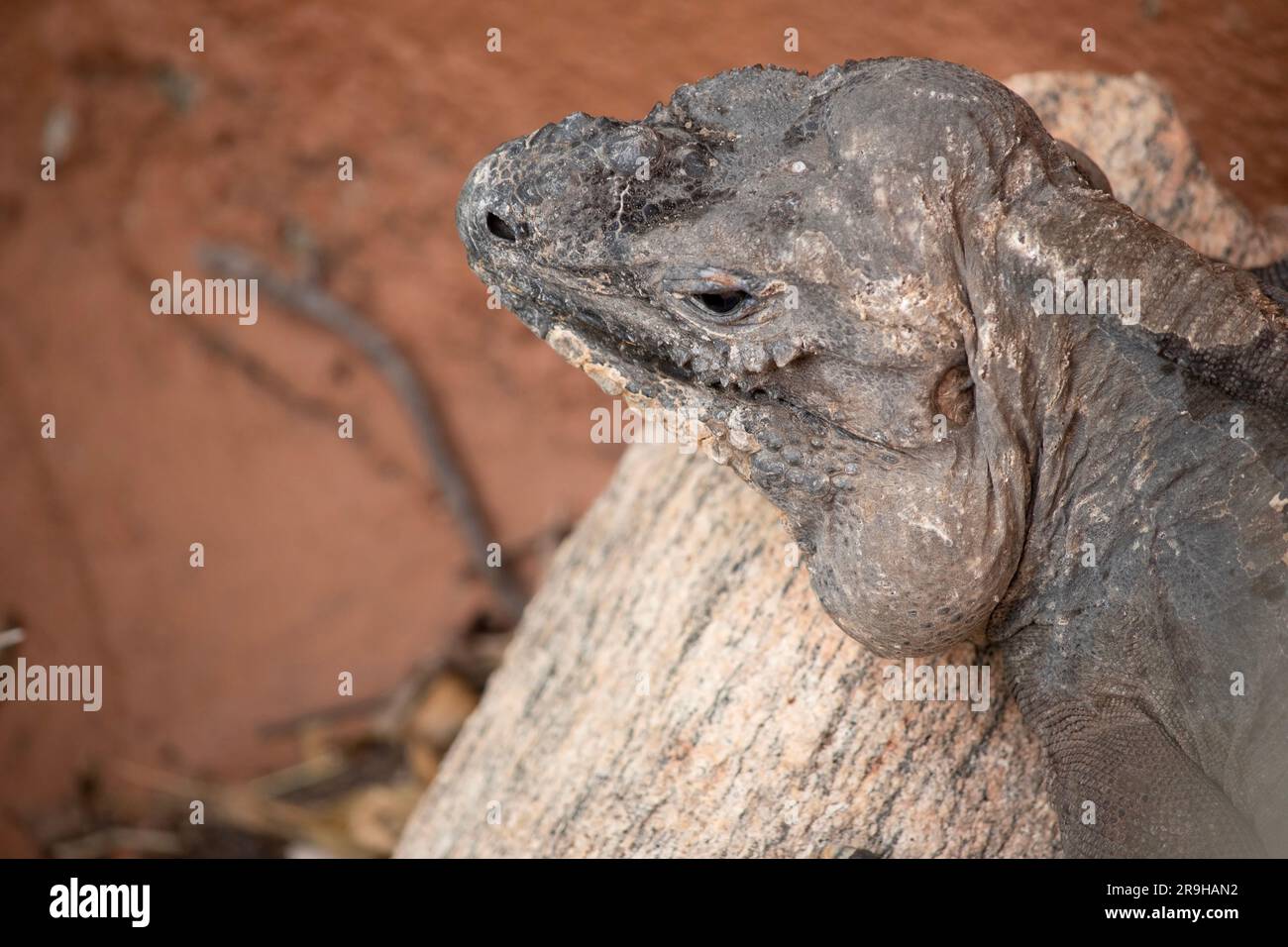 the rhinoceros iguana a large-bodied, heavy-headed lizard with strong ...