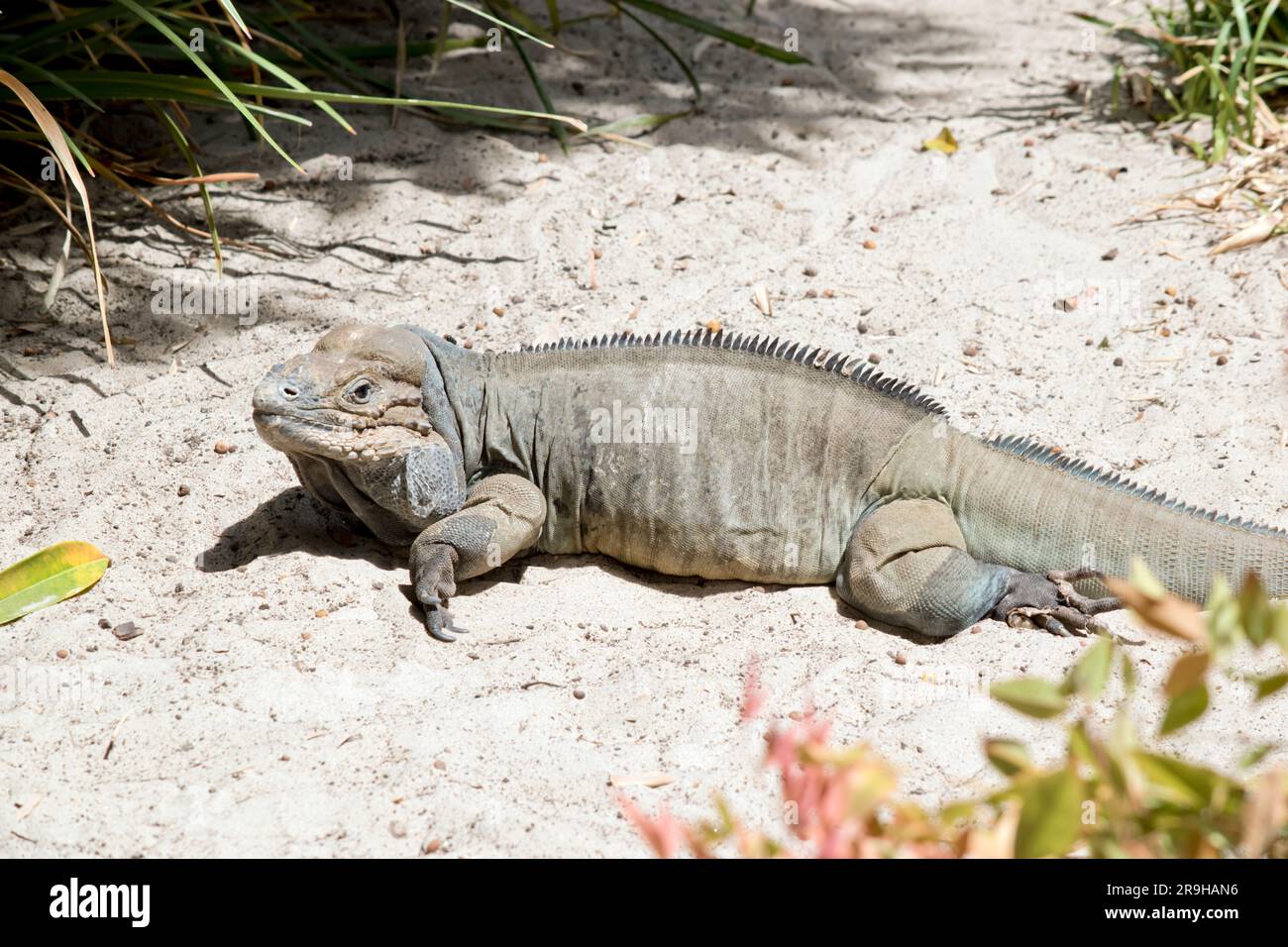 rhinoceros iguanas have large, heavy-bodied lizard with a uniform gray ...