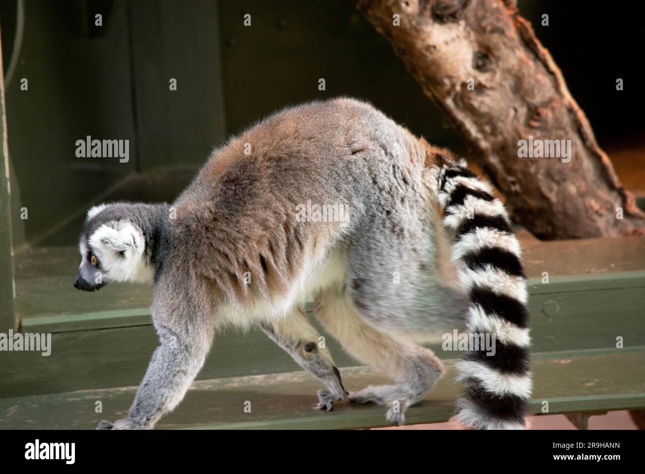 Ring-tailed lemur backs are gray to rosy brown with gray limbs and dark ...