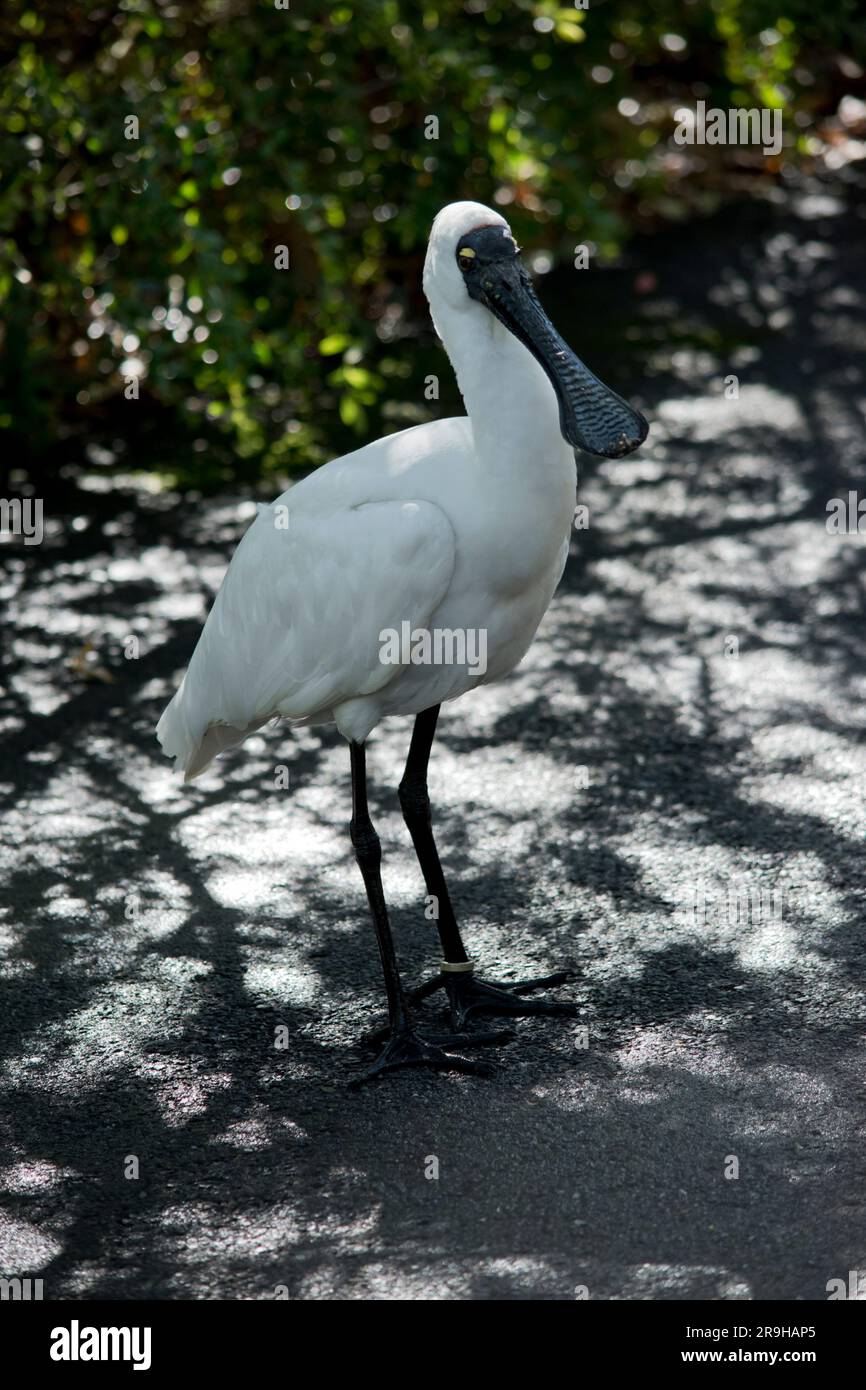the royal spoonbill is a large white sea bird with a black bill that ...