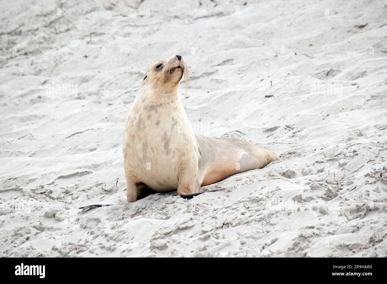 Sea lions are characterized by external ear flaps, long fore flippers ...