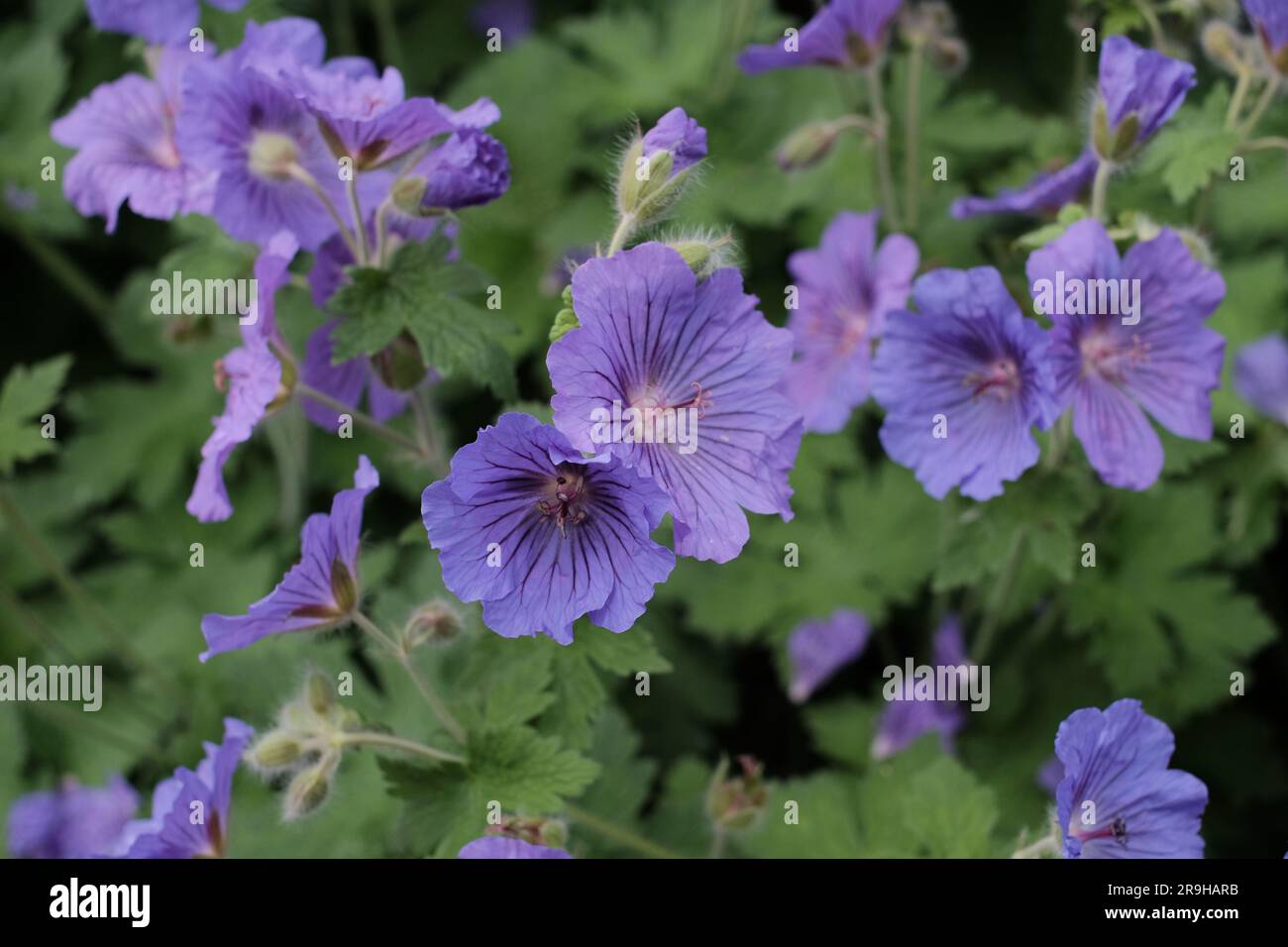 Capture the delicate beauty of Woodland Geranium in full bloom ...