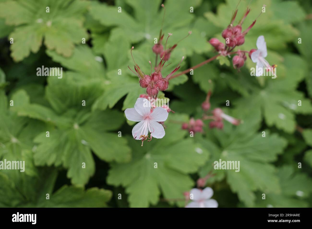 Bigroot hi-res stock photography and images - Alamy