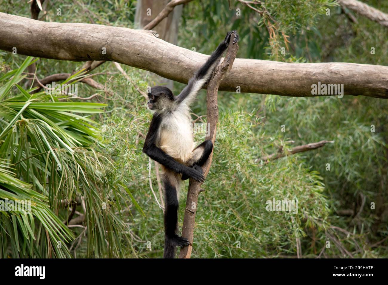 The spider monkey has thumbless hands, this lanky potbellied primate ...