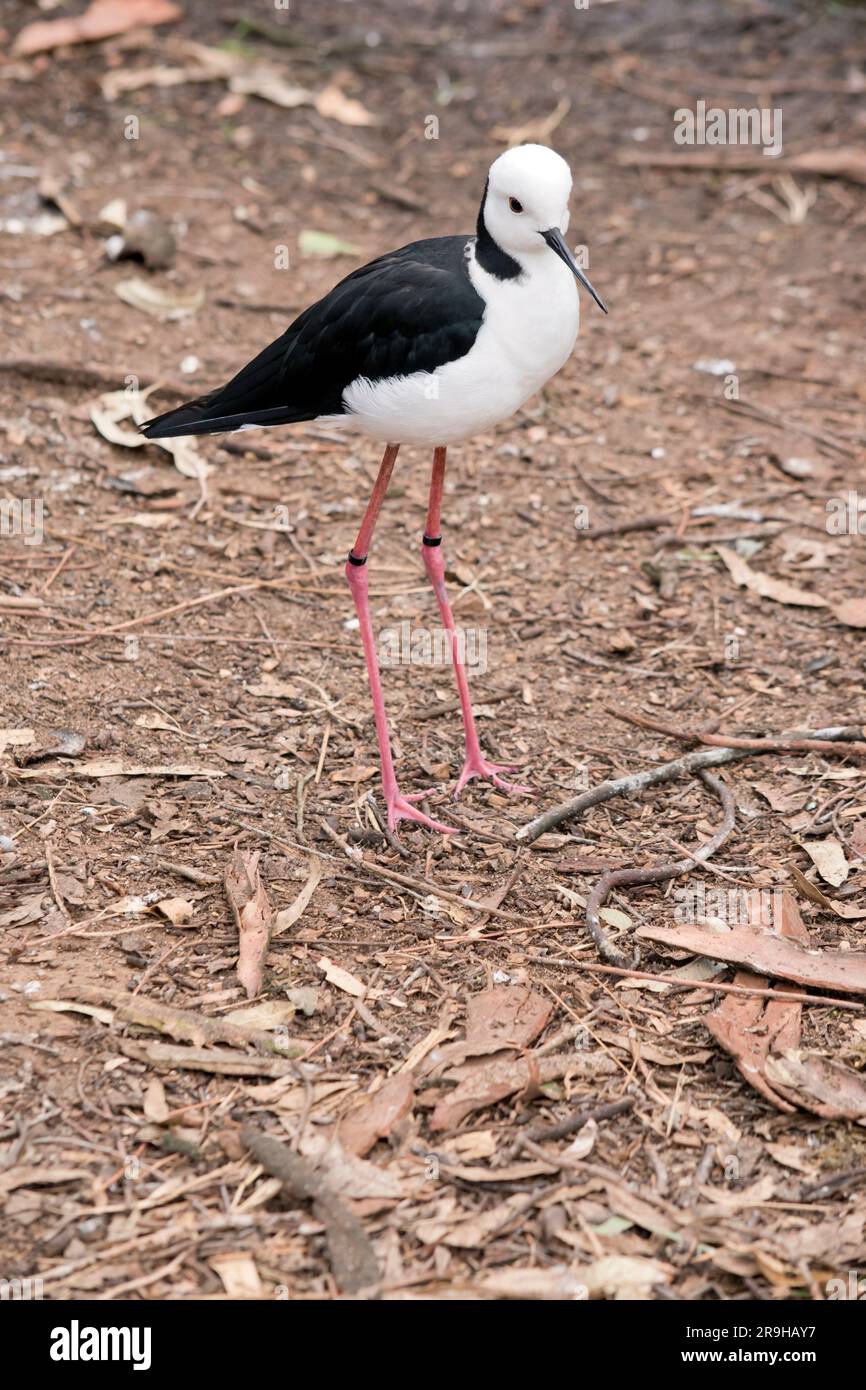 Bird White Body Black Wings