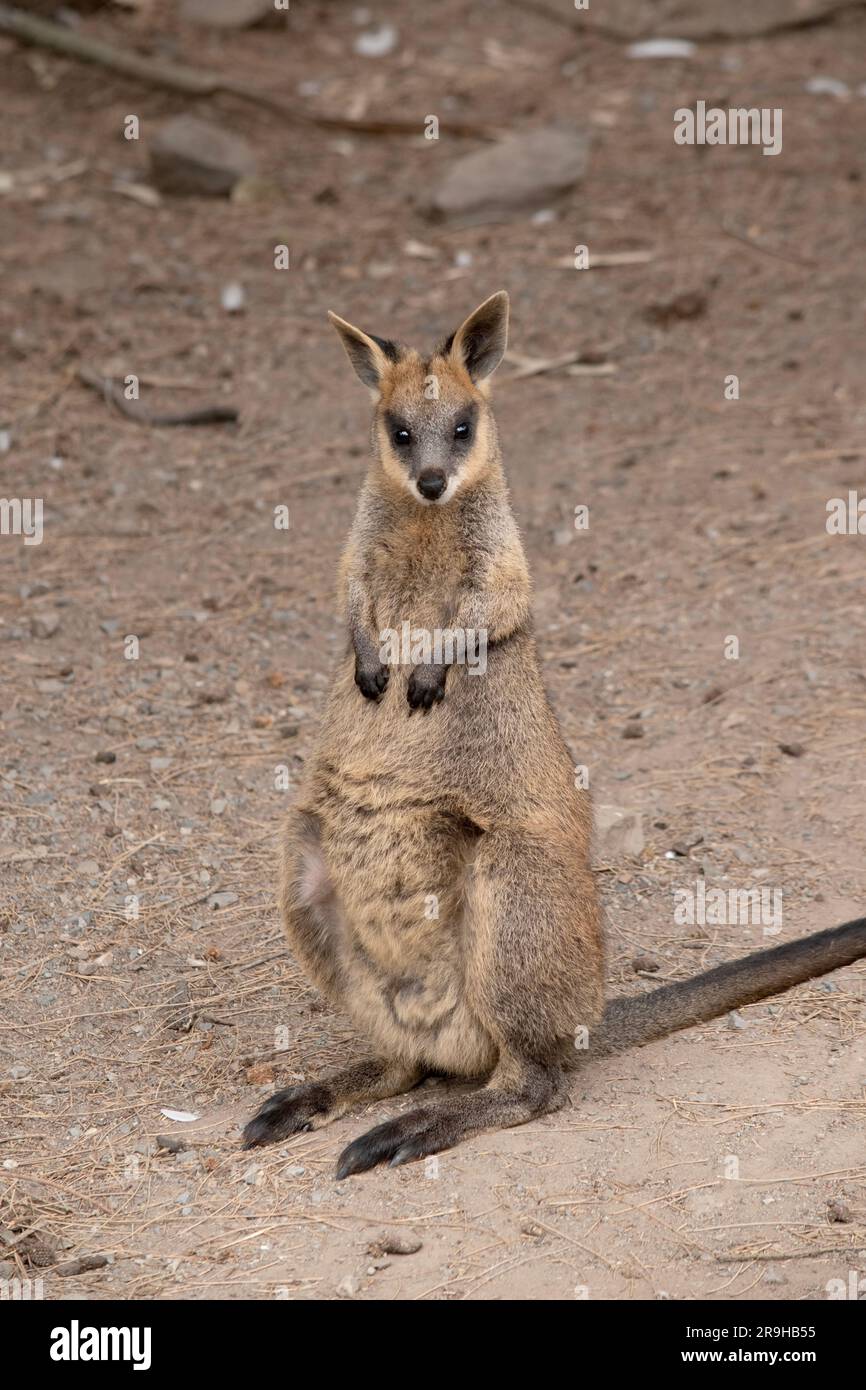 The swamp wallaby has dark brown fur, often with lighter rusty patches ...