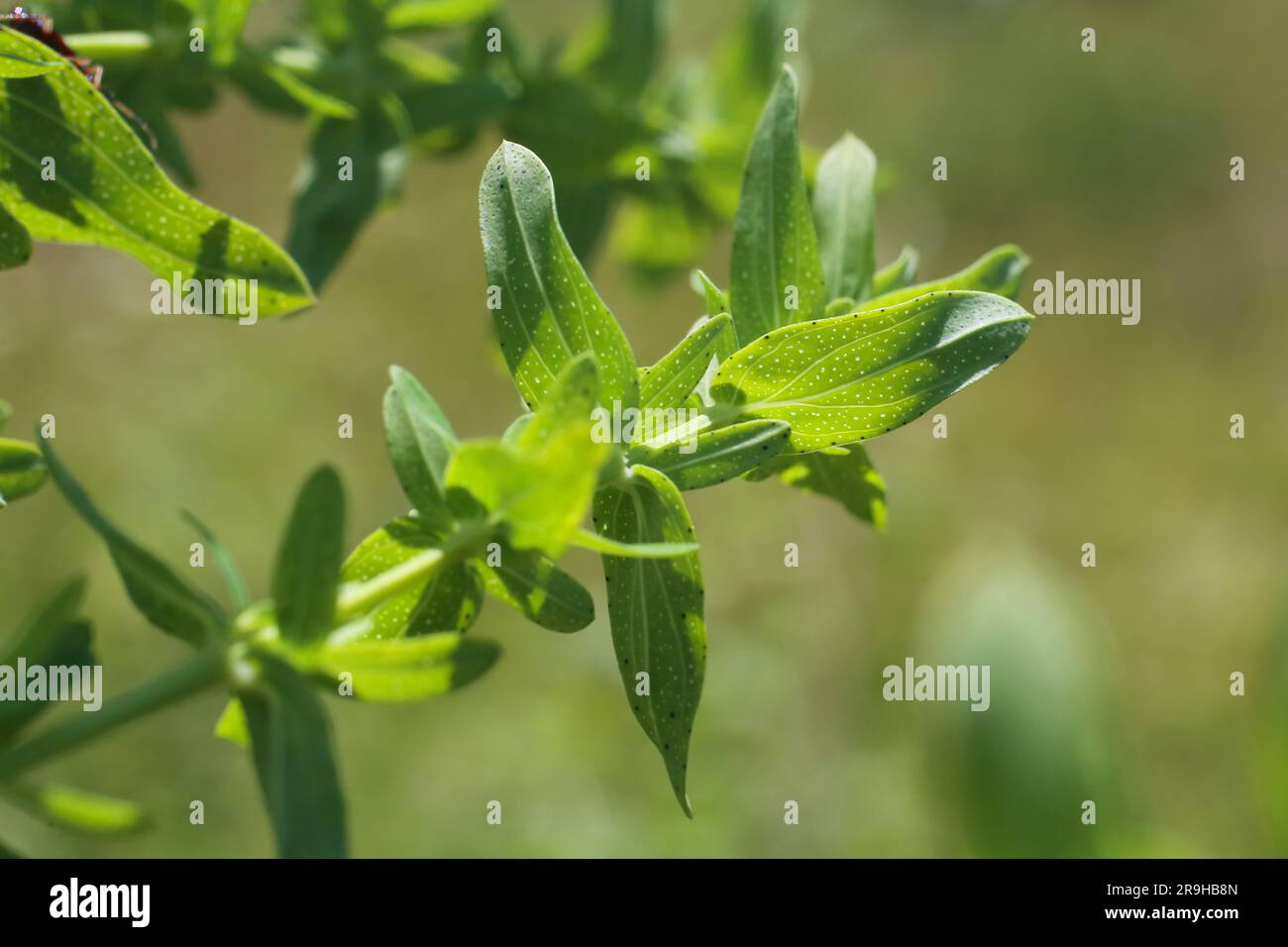 Medicinal plant hypericum perforatum hi-res stock photography and ...