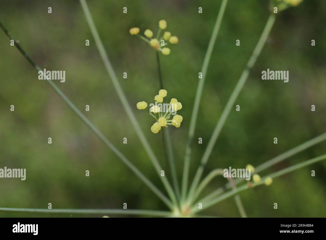 Laser trilobum, Apiaceae. Wild plant shot in summer Stock Photo - Alamy