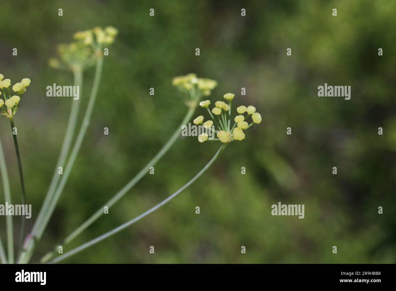 Laser trilobum, Apiaceae. Wild plant shot in summer Stock Photo - Alamy