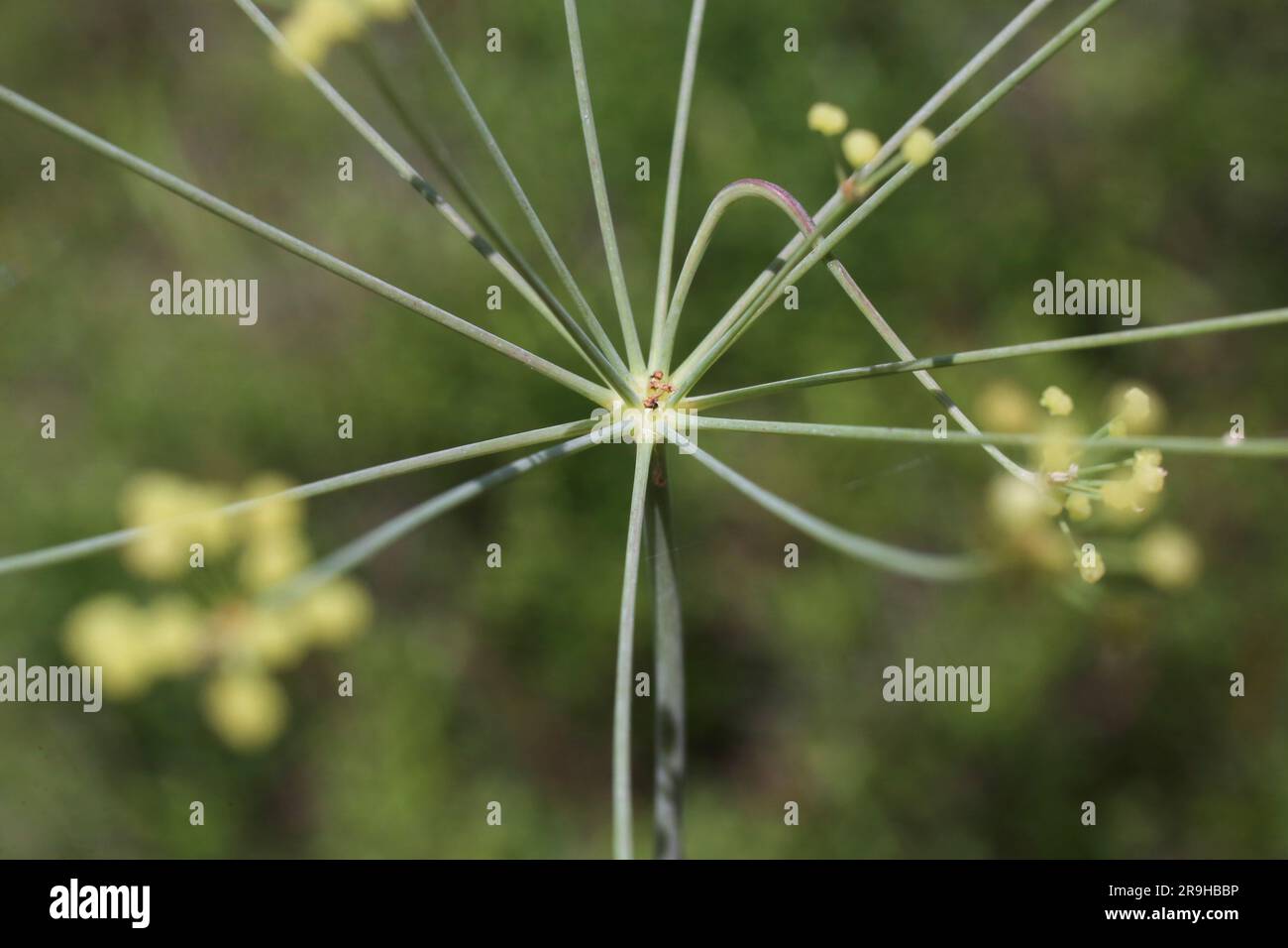 Laser trilobum, Apiaceae. Wild plant shot in summer Stock Photo - Alamy