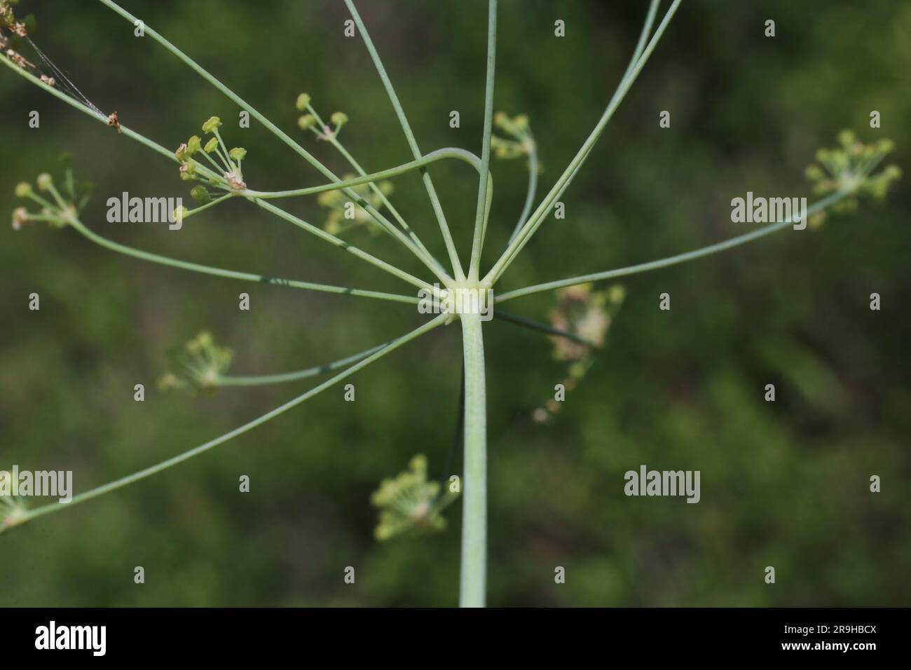 Laser trilobum, Apiaceae. Wild plant shot in summer Stock Photo - Alamy