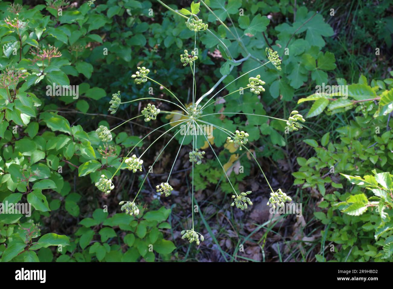 Laser trilobum, Apiaceae. Wild plant shot in summer Stock Photo - Alamy