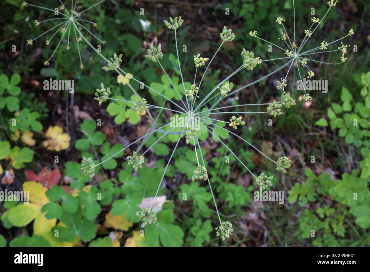 Laser trilobum, Apiaceae. Wild plant shot in summer Stock Photo - Alamy