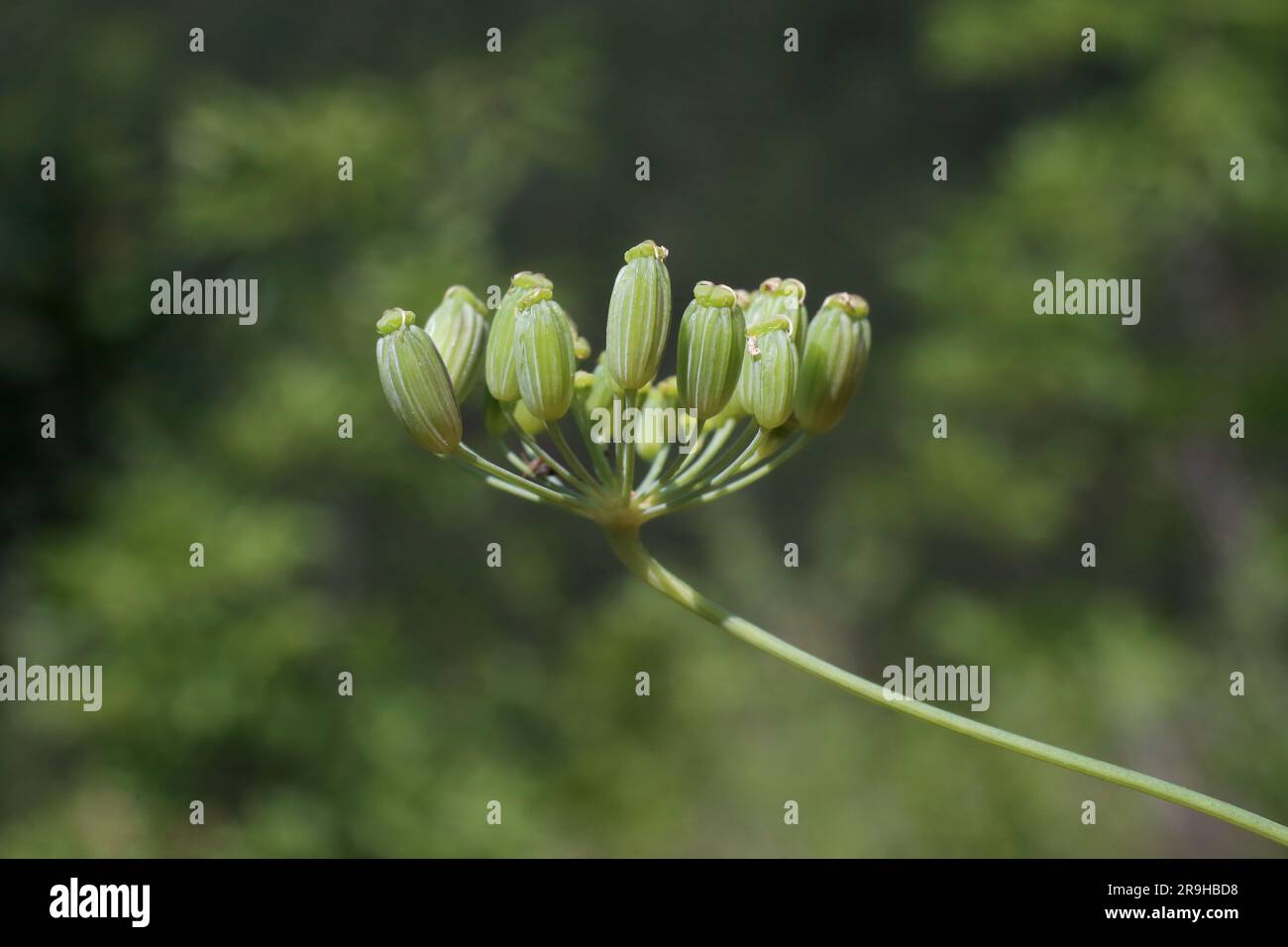 Laser trilobum, Apiaceae. Wild plant shot in summer Stock Photo - Alamy