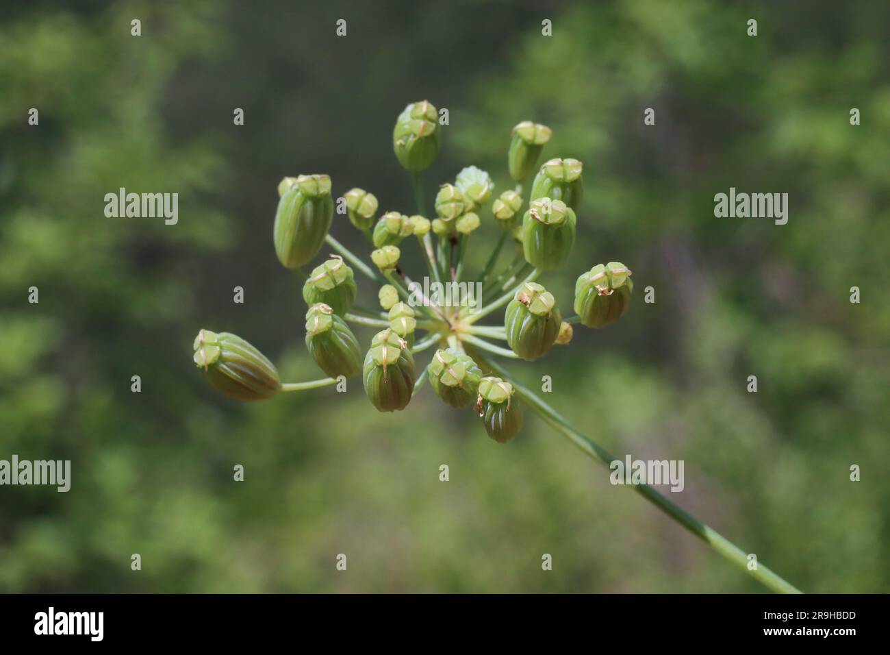 Laser trilobum, Apiaceae. Wild plant shot in summer Stock Photo - Alamy