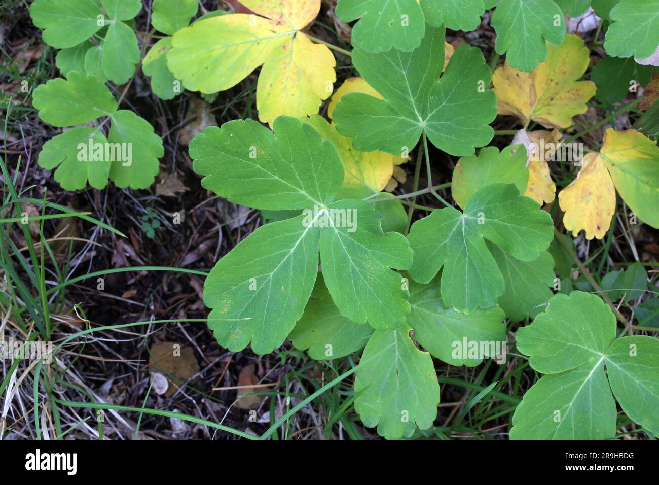 Laser trilobum, Apiaceae. Wild plant shot in summer Stock Photo - Alamy