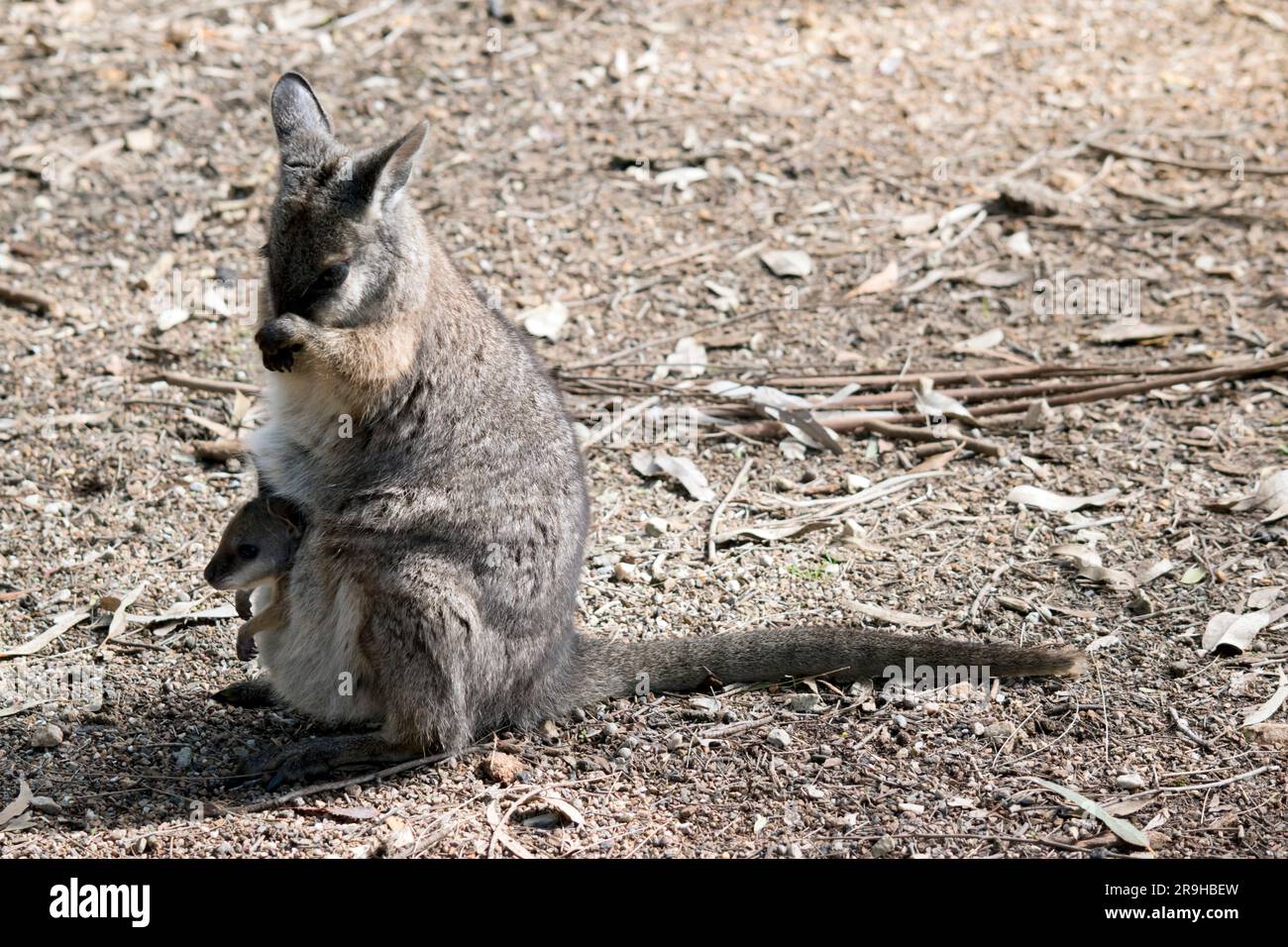 the tammar wallaby is a small marsupial with a grey coat and tan arms ...