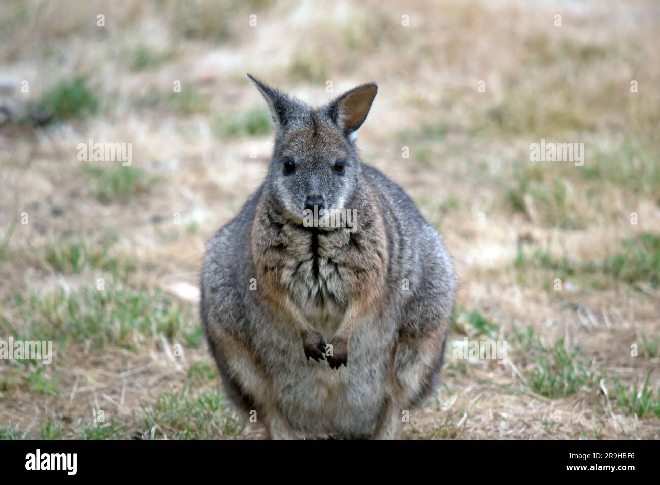 the tammar wallaby has dark greyish upperparts with a paler underside ...
