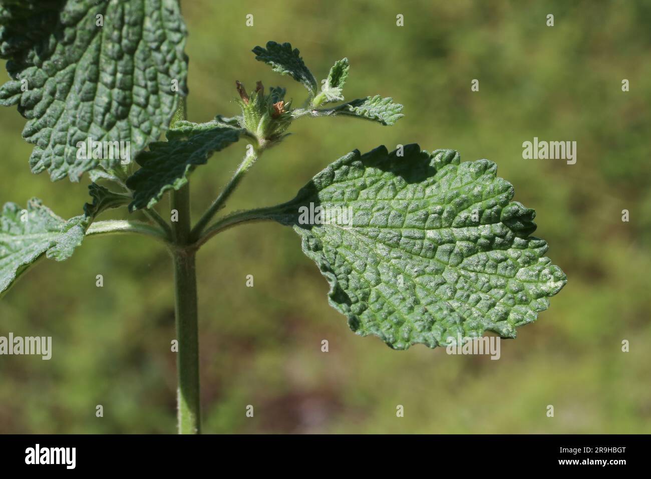 Marrubium vulgare, Lamiaceae. Wild plant shot in summer Stock Photo - Alamy