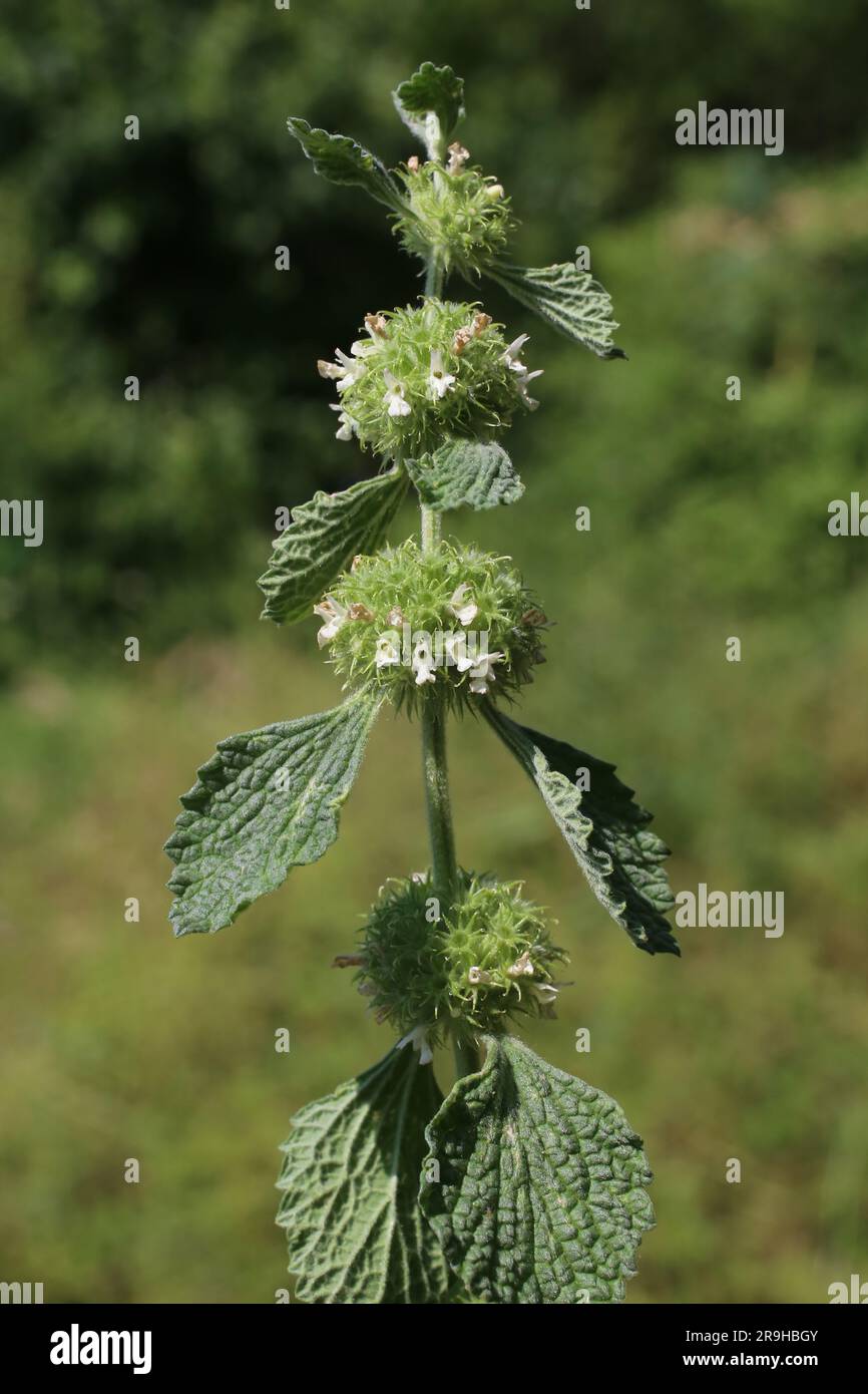 Marrubium vulgare, Lamiaceae. Wild plant shot in summer Stock Photo - Alamy