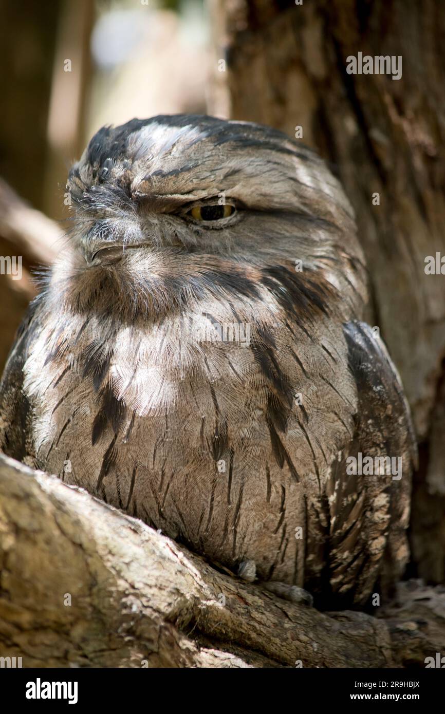 the tawny frogmouth plumage is mottled grey, white, black and rufous ...