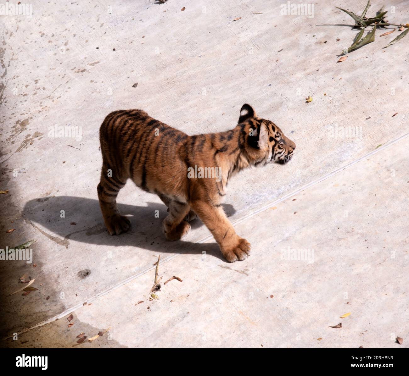 Tiger cub eat hi-res stock photography and images - Alamy