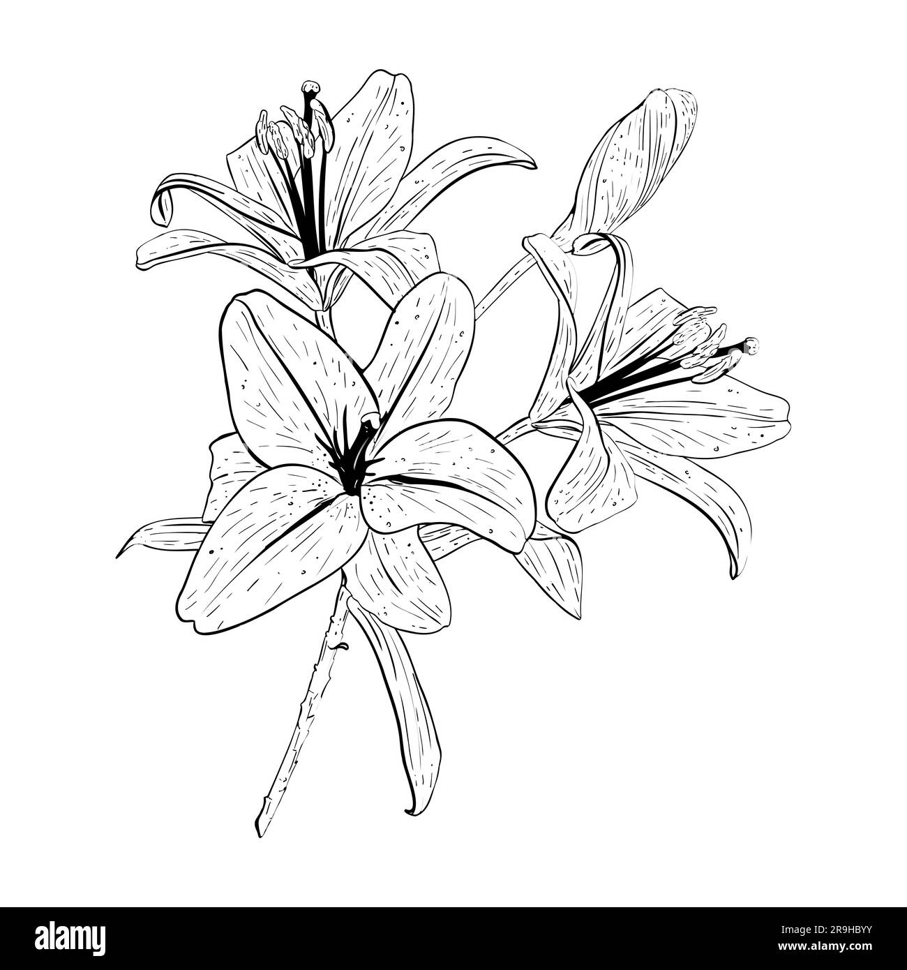 Vector illustration of lily flowers bouquet in full bloom. Black ...