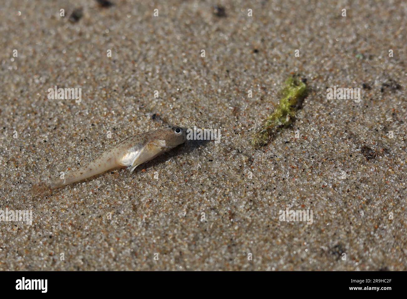 A little fish lying on a sandy beach - has died Stock Photo - Alamy