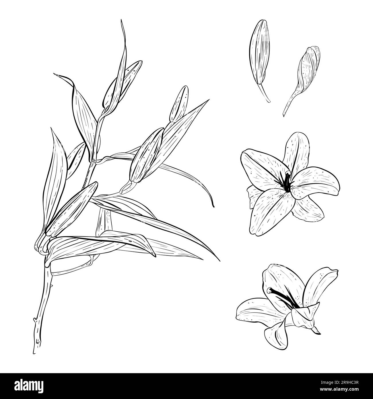 Vector illustration set of lily flowers in full bloom, lilly bud and ...