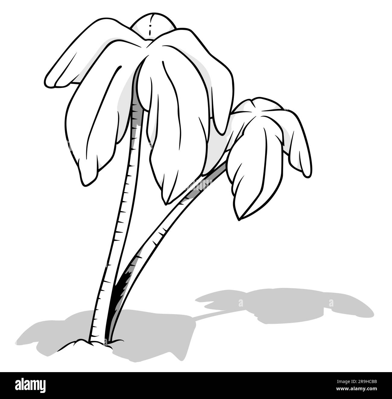 Drawing of Two Coconut Palms Stock Vector Image & Art - Alamy