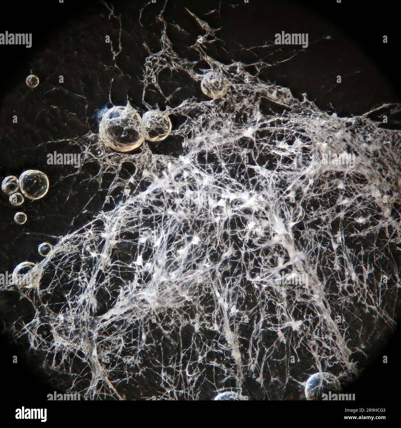 White mold strongly magnified under reflected light microscope Stock ...