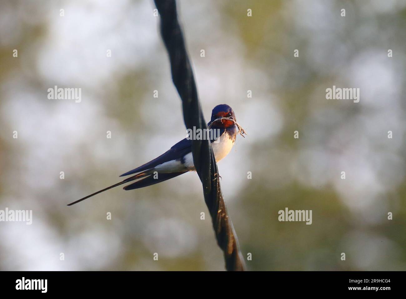 Barn swallow (Hirundo rustica) sitting on power line with nesting ...