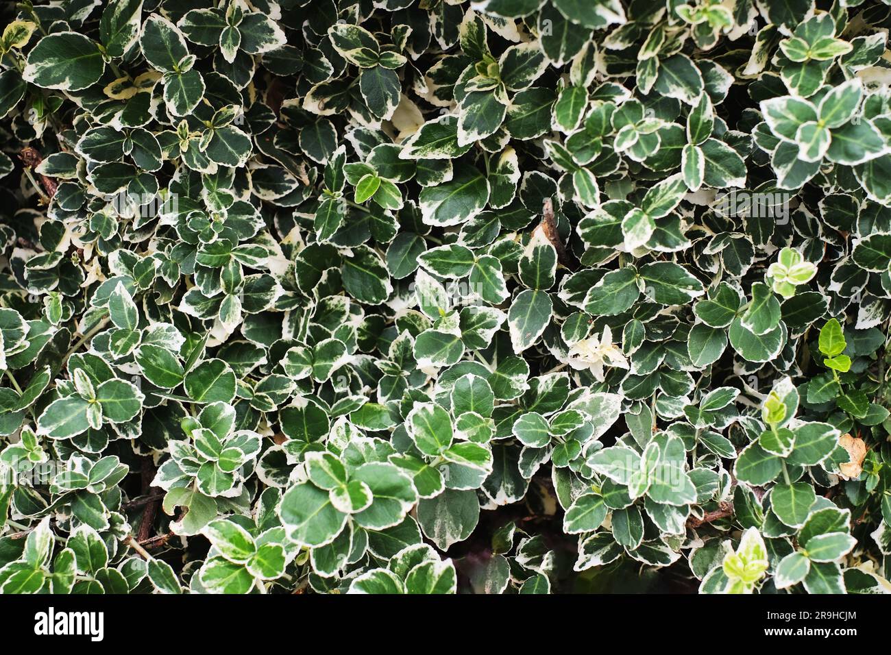 Nature's Climbing Beauty: Captivating Colors and Spiraling Vines of the ...