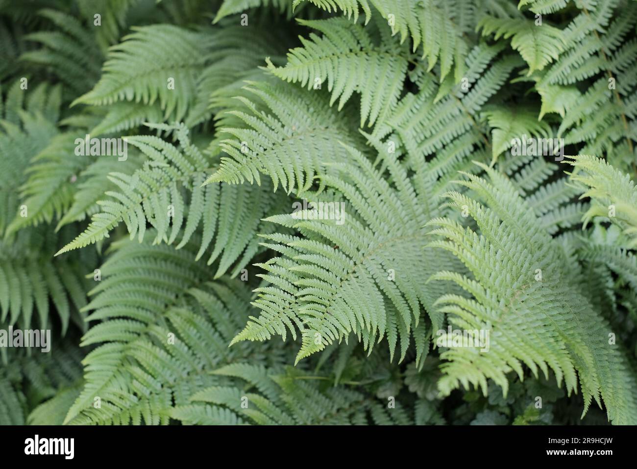 Enchanting Ferns: Lush Green Fronds Unveiling Nature's Timeless ...