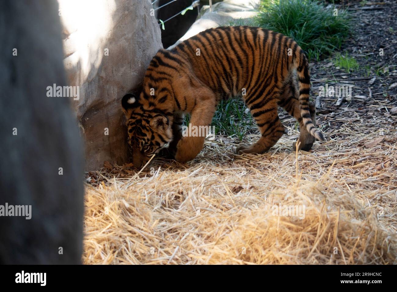 Tiger cubs are born small, blind, and weak. They're born with all their ...