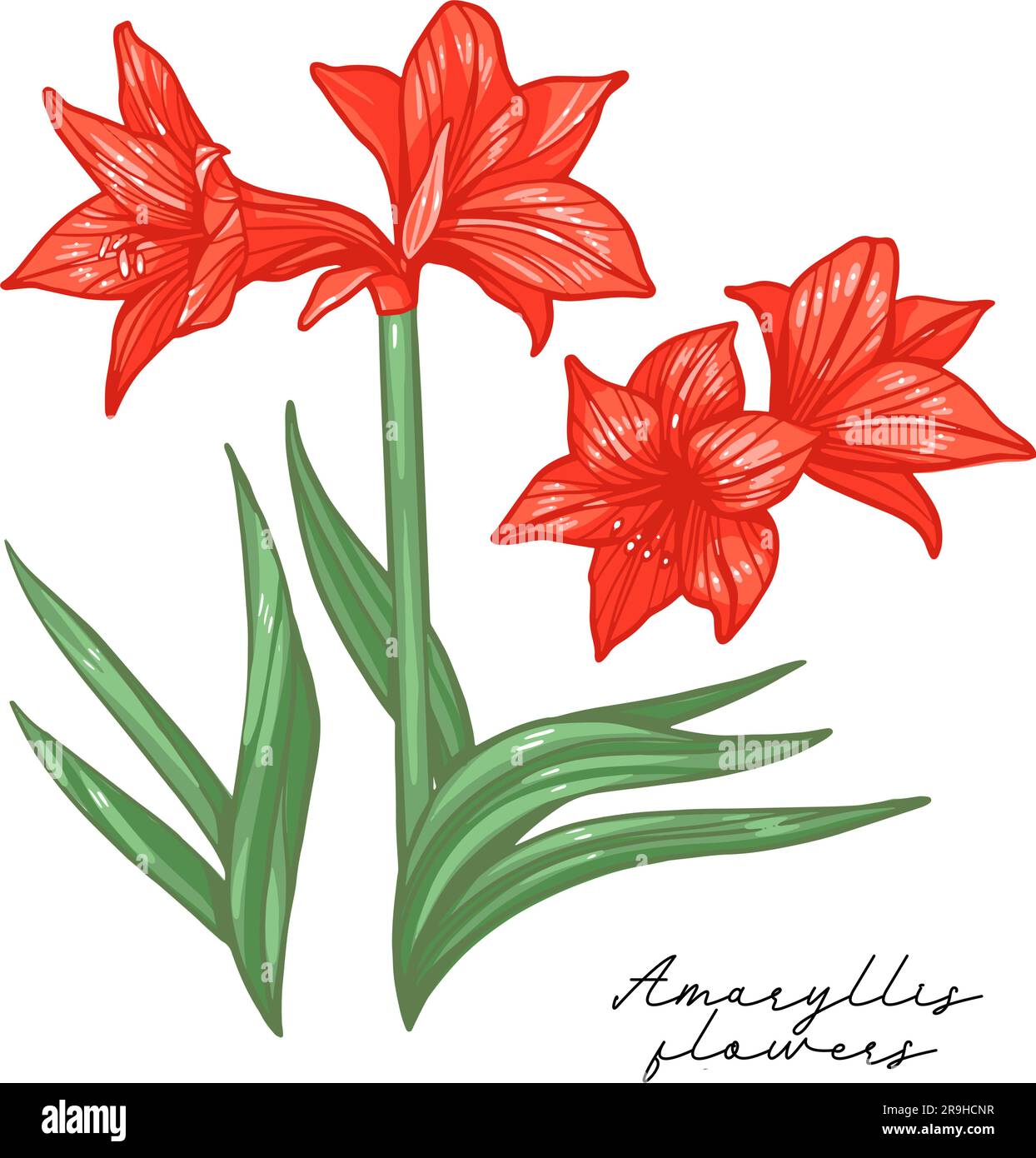 Amaryllis lily flower botanical vector Art isolated on white background ...