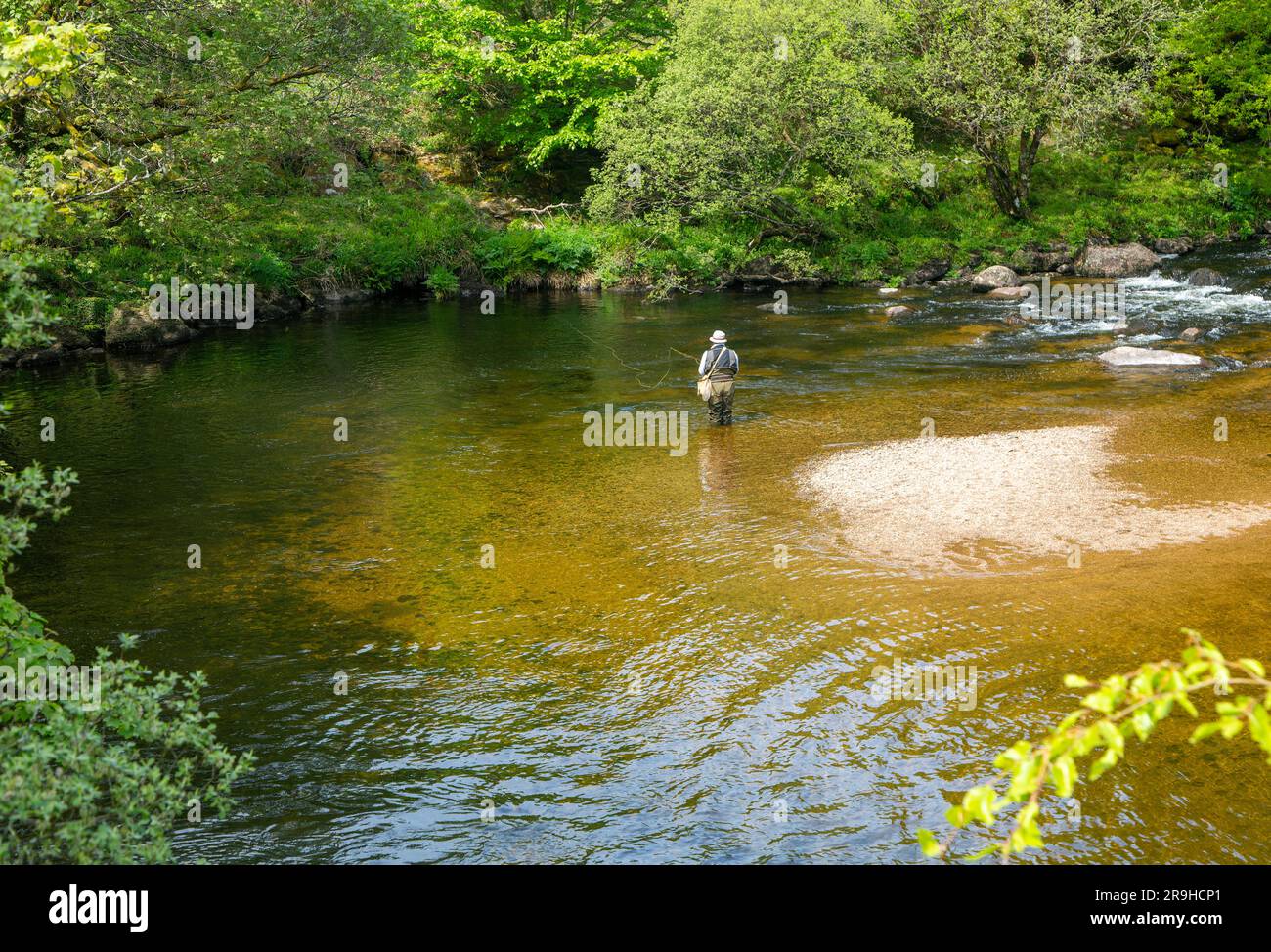 Man fly fishing standing in West Dart River, Hexworthy, Dartmoor ...
