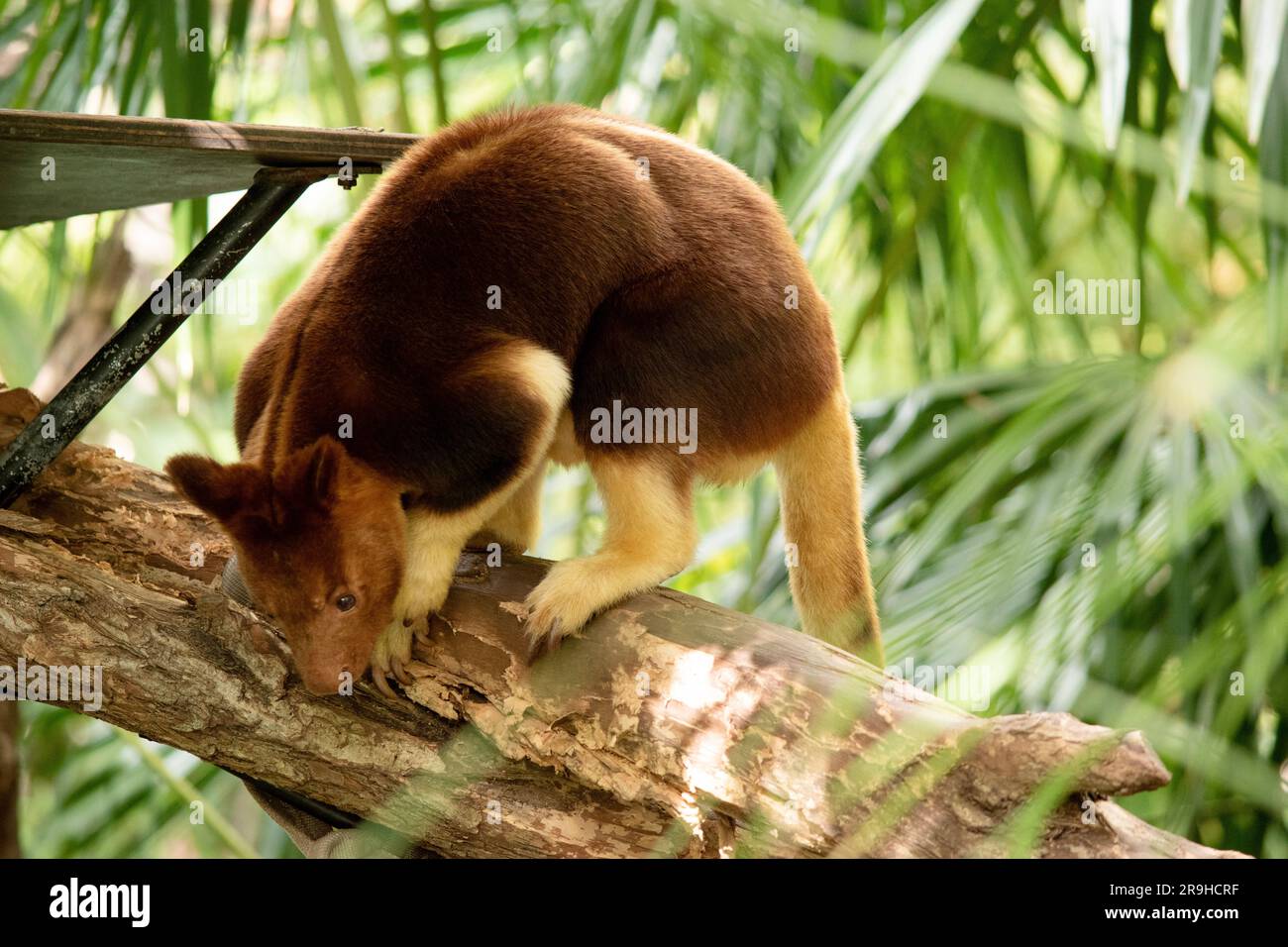 the tree kangaroo is the only kangaroo that can climb trees. It looks ...