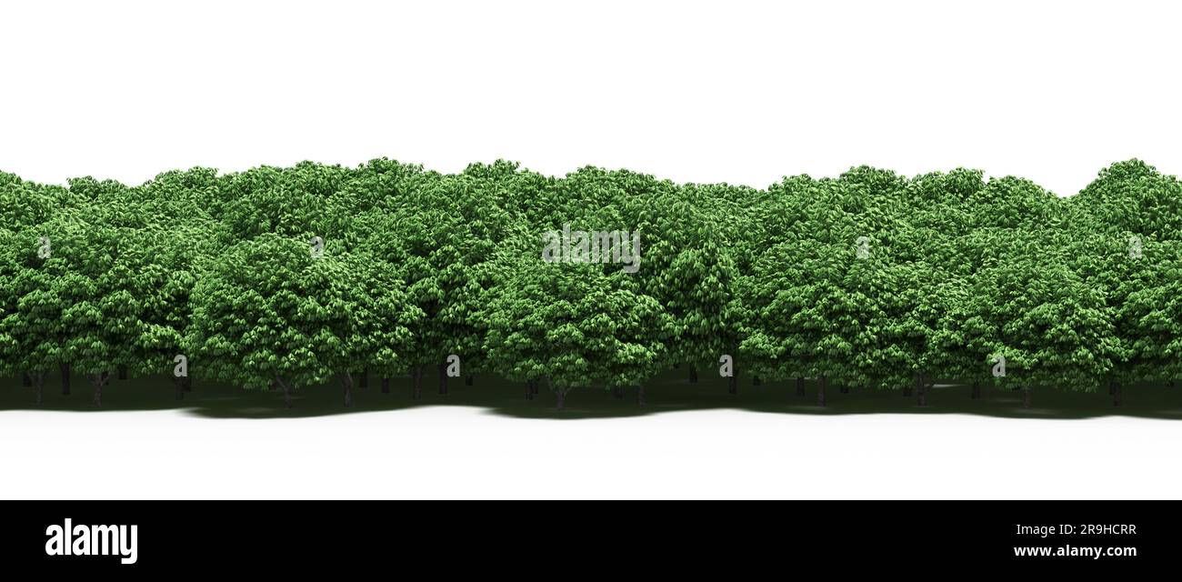 trees in the forest, isolated on white background, 3D illustration, cg ...