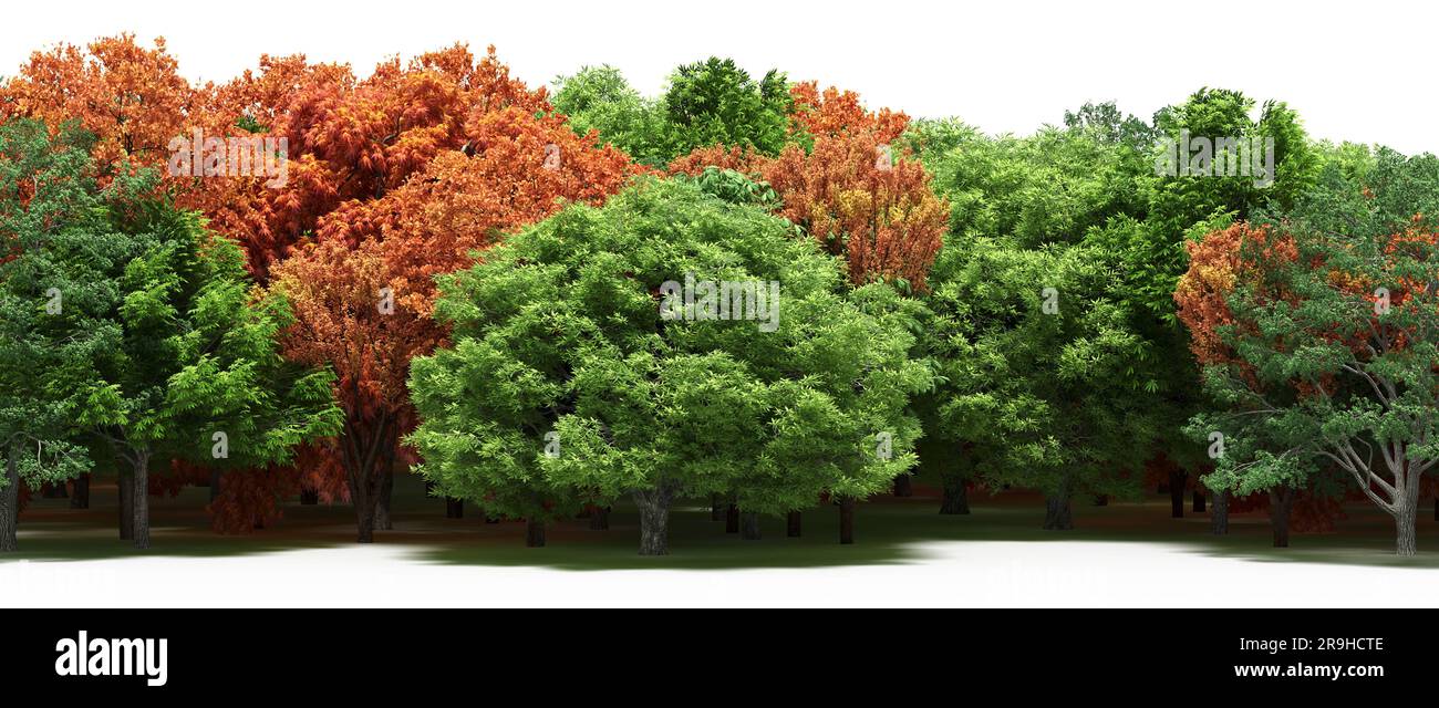 trees in the forest, isolated on white background, 3D illustration, cg ...
