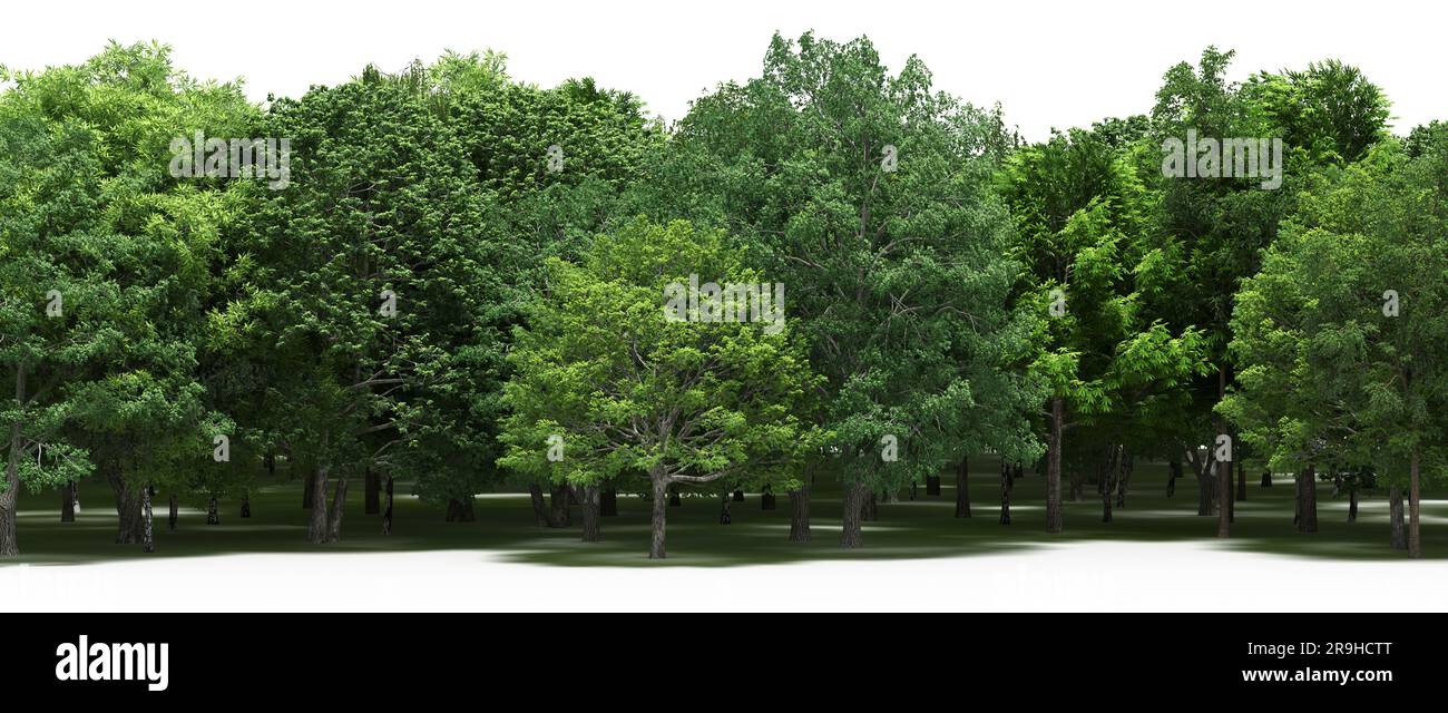 trees in the forest, isolated on white background, 3D illustration, cg ...