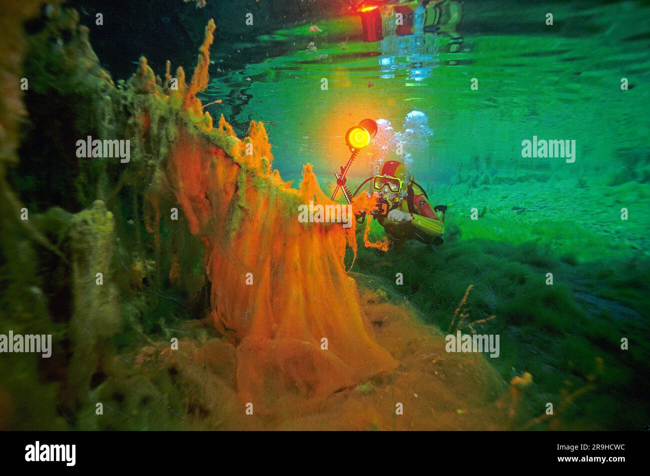 Slime algaes hi-res stock photography and images - Alamy